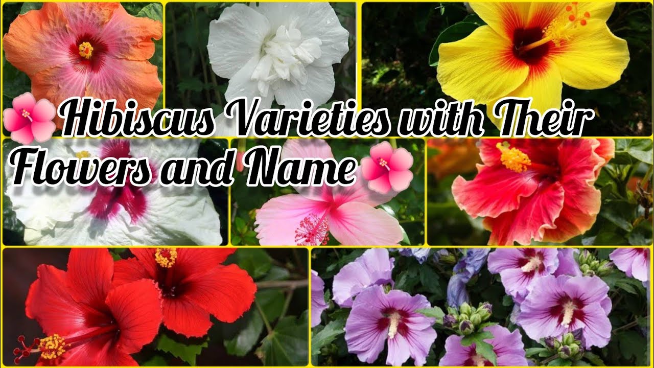 Best Hibiscus Flower Varieties With Names / best varieties of hibiscus ...