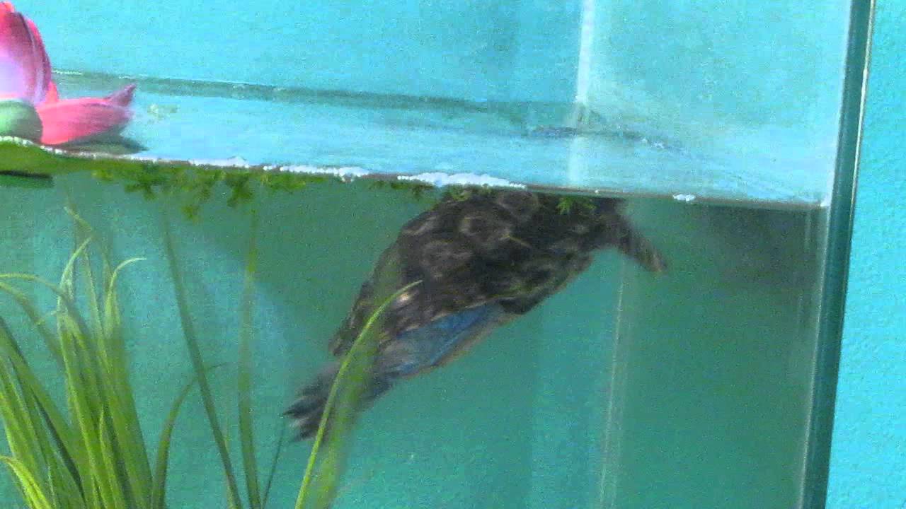 Red eared Slider Chases down Goldfish - YouTube