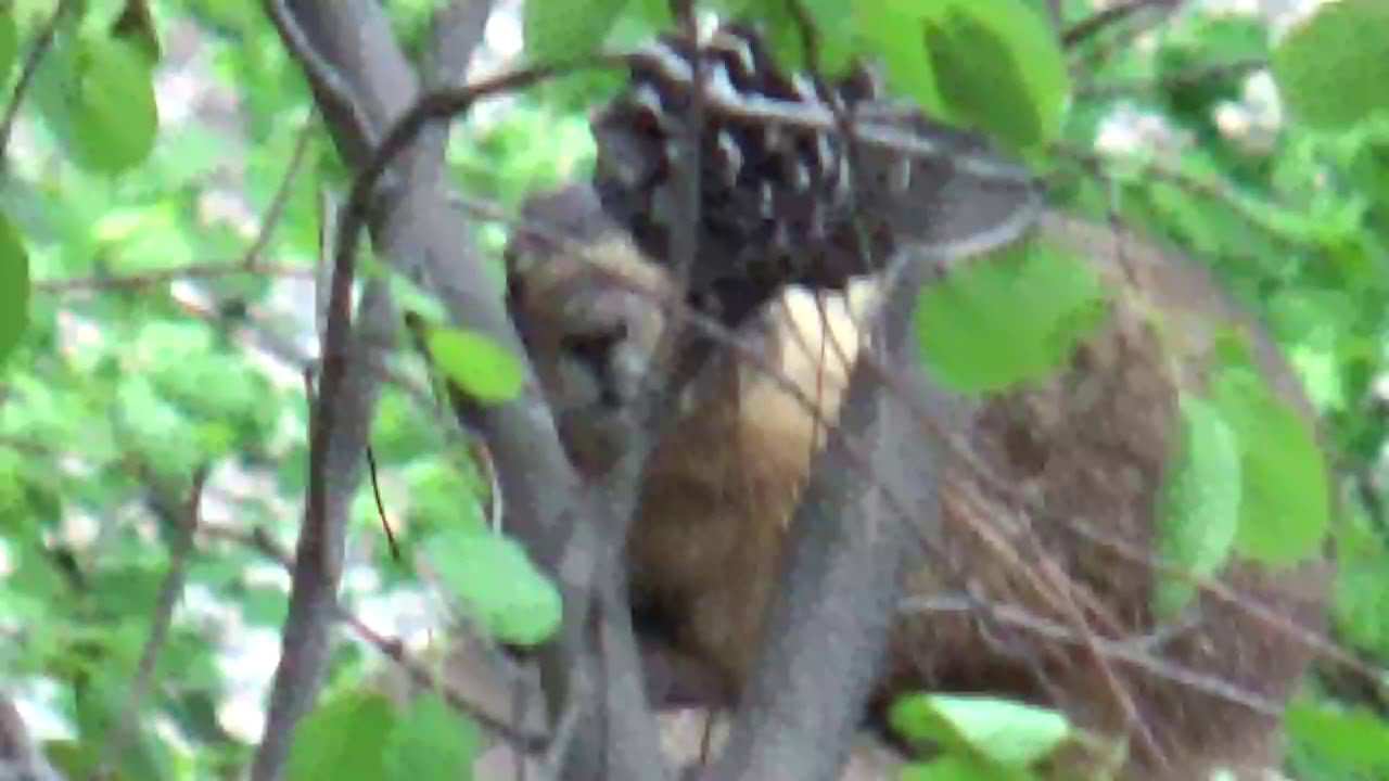 giant tree rat sighting - YouTube