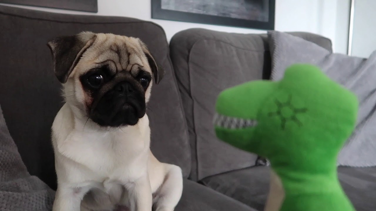 Pug puppy splooting - YouTube