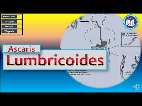 Ascaris lumbricoides- longest human nematode | Parasitology | by Imran ...