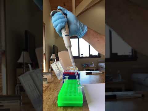 Oxford Nanopore library construction and sequencing on a Flongle using ...