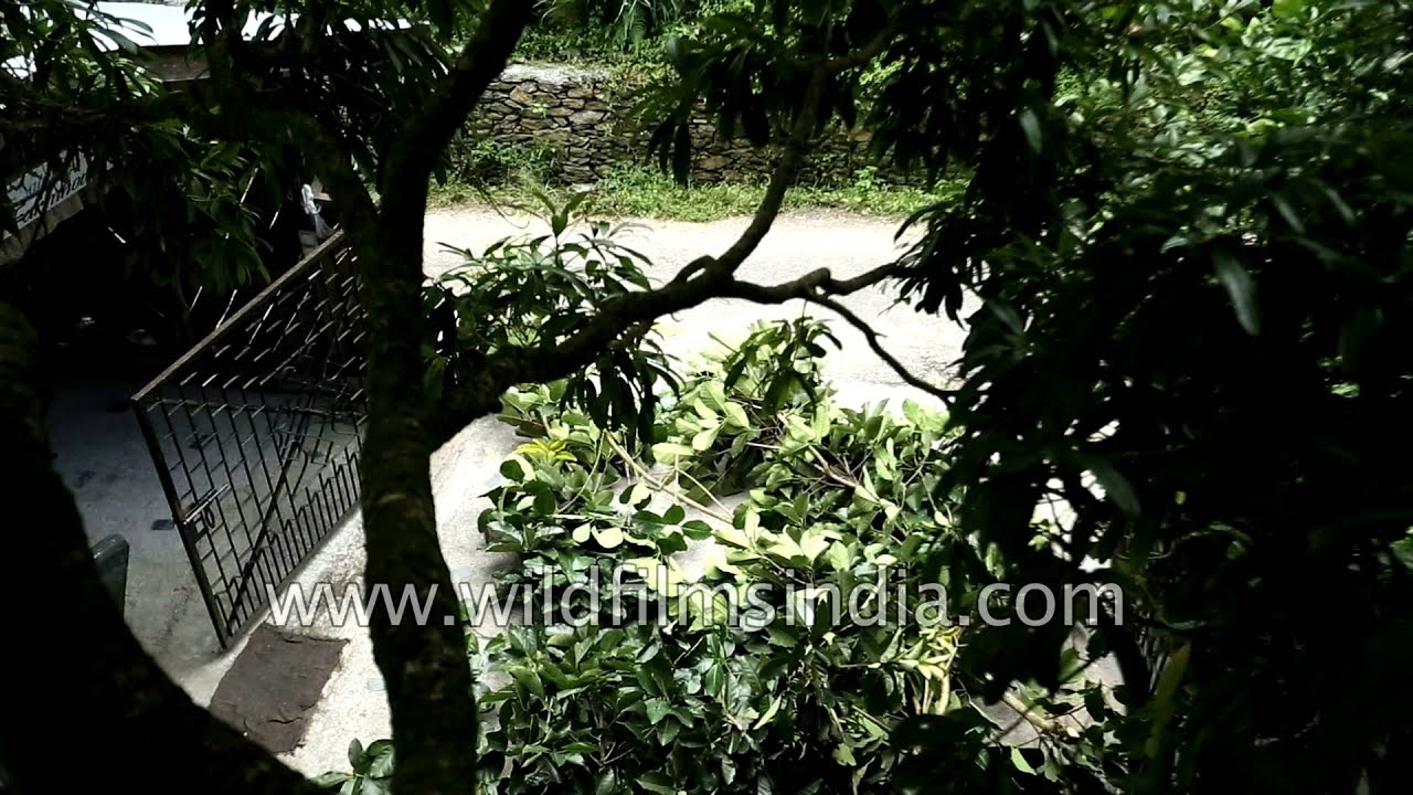 Lopping a Ficus tree for fodder in Sikkim - YouTube