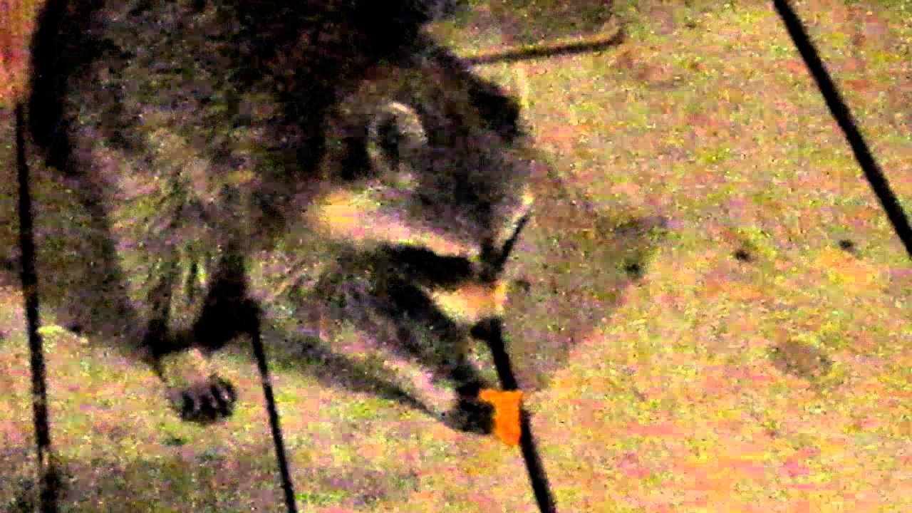 Raccoon eating doritos pt 4 - YouTube