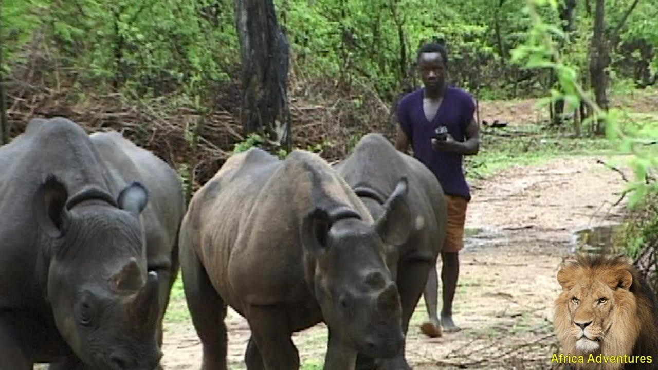 Amazing. How To Protect Rhino. - YouTube