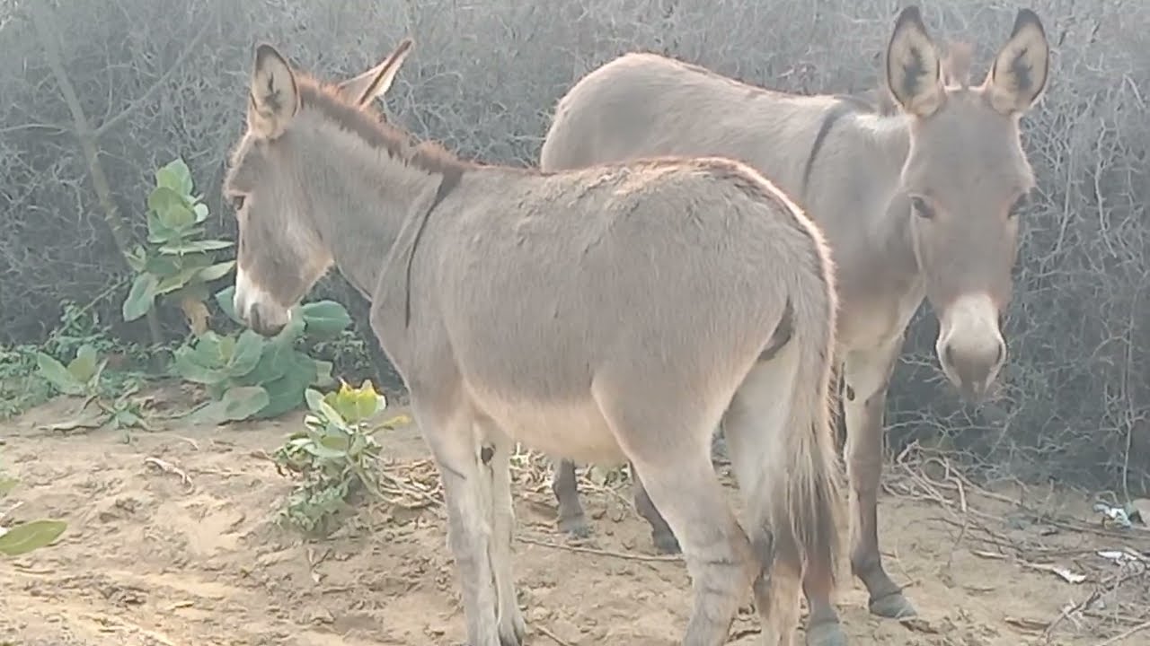 Donkey Caravan: Exploring the Arid Wilderness""Desert Bound: A Donkey ...