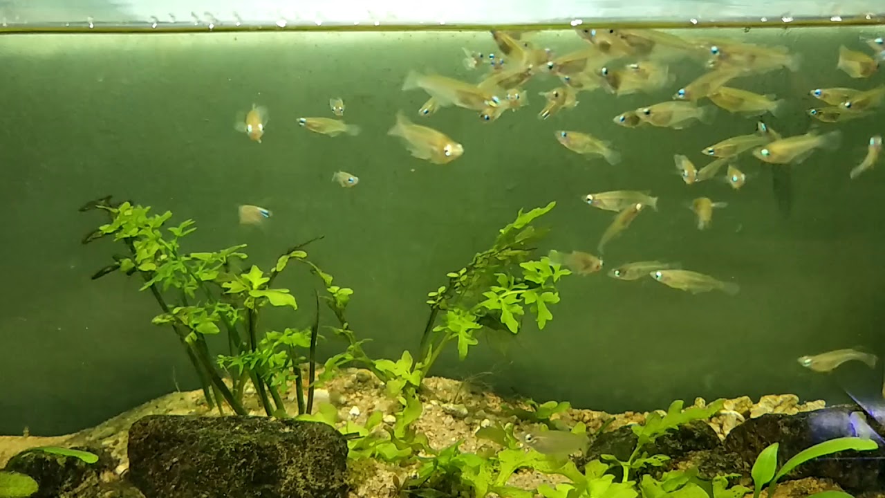 Feeding blue eye fish ( Oryzias Javanicus) . Biotope planted brackish ...