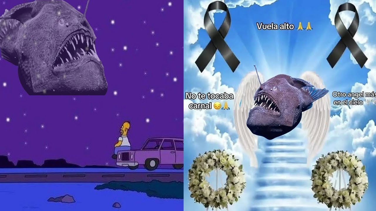 🐟😢 NO TE TOCABA, CARNAL 😭 PEZ ABISAL EN LA SUPERFICIE 🌊 LOS MEJORES ...