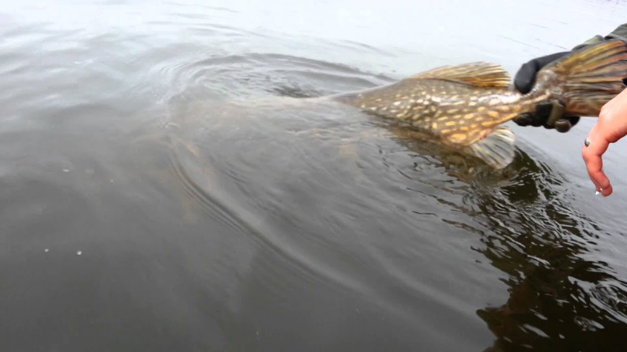 Putting back a 11,7 kg Pike - YouTube