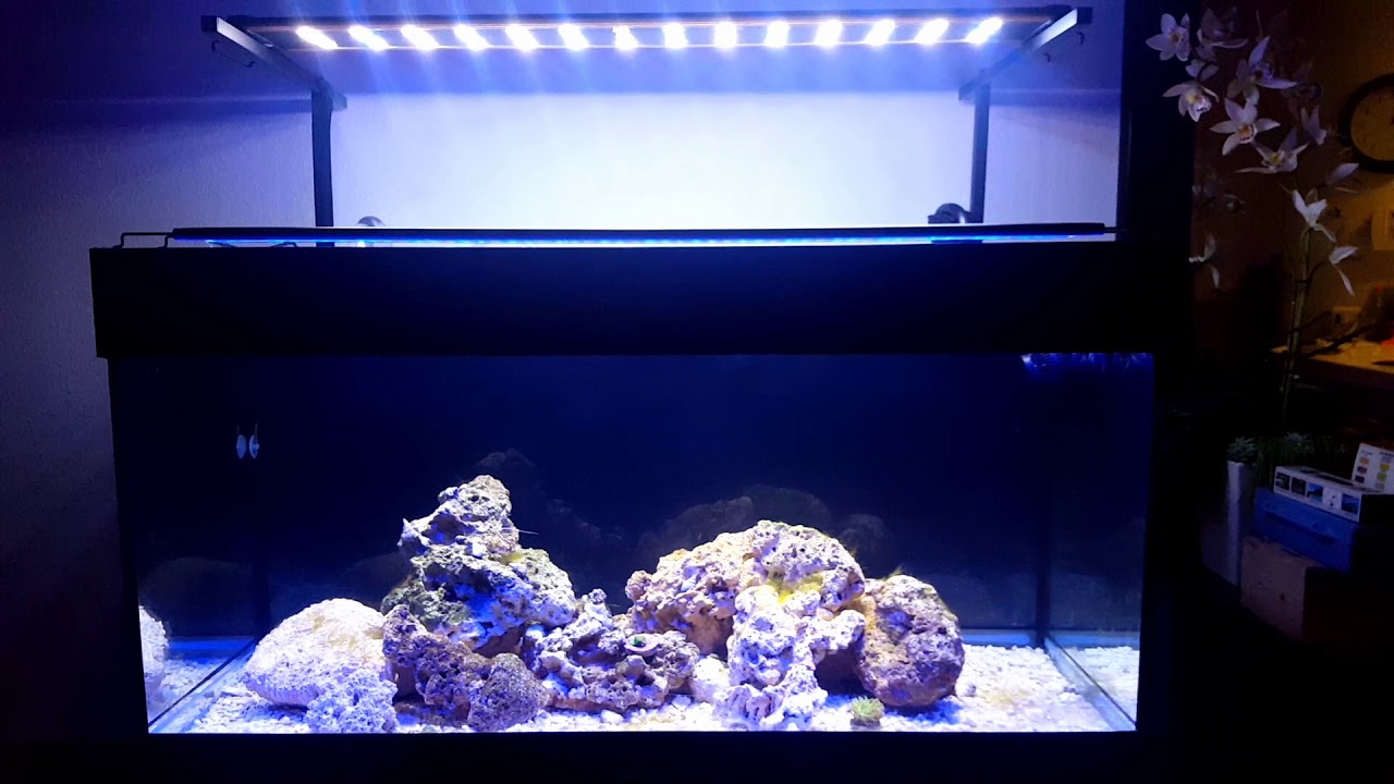New Reef Tank.. 30days - YouTube