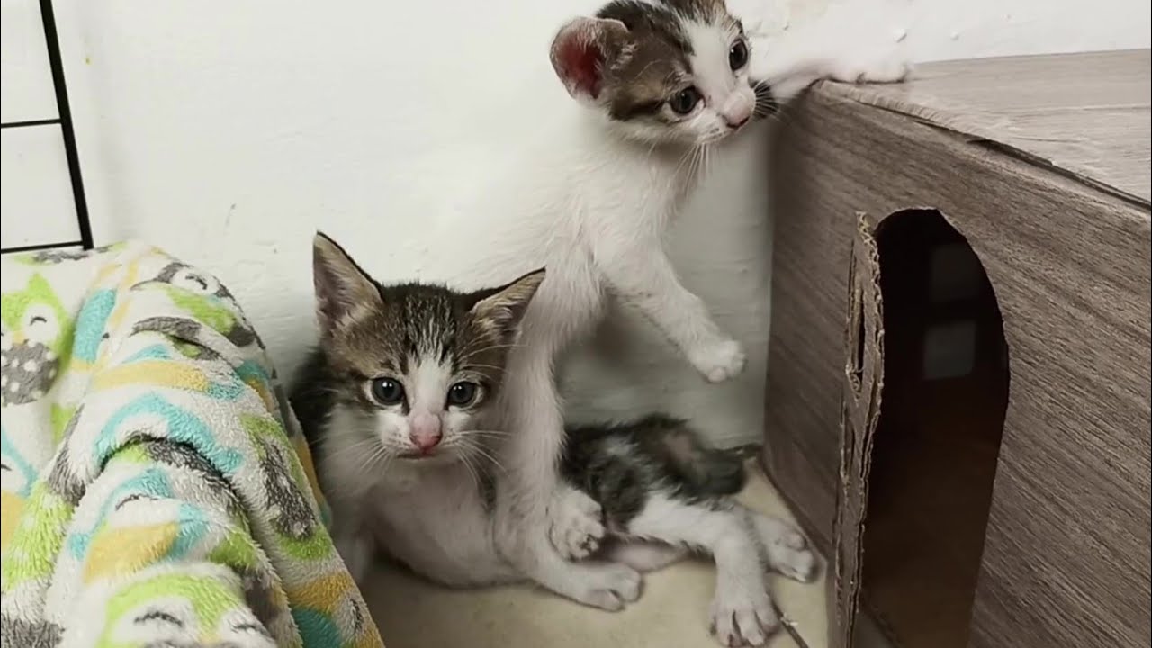 Day 26 : 2 cute 2 little baby kitten Mars Mallow 😻 😻 │ 3 week old cute ...