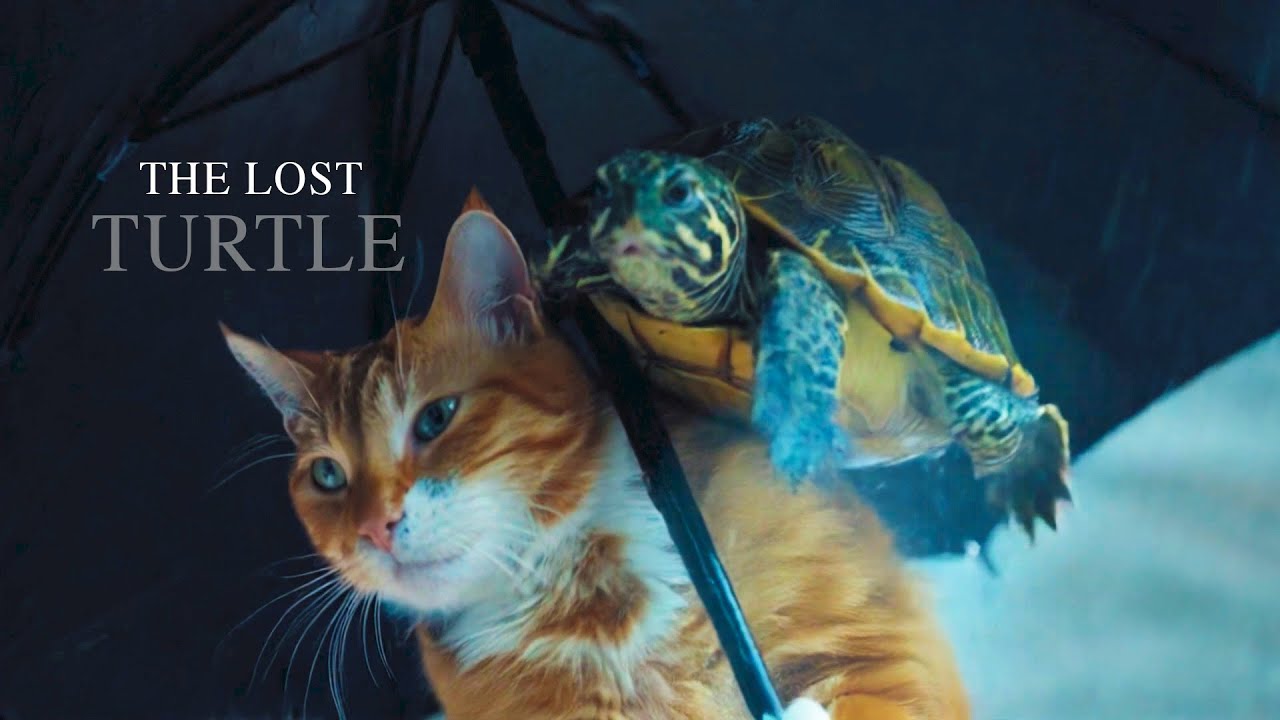 The Lost Turtle 🐢 & The Orange Cat 🐱 | CAT STORY #cat #catlover #animation #klingai - YouTube