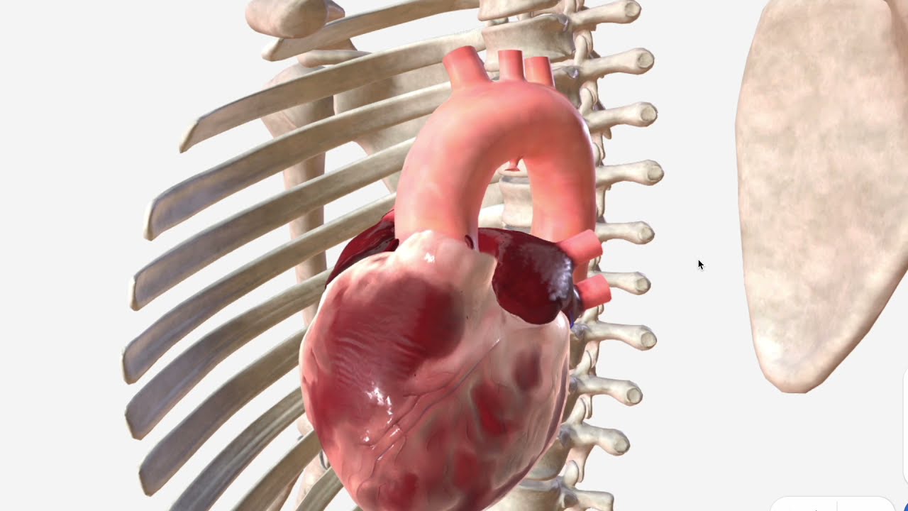Ascending Aorta Aortic Arch Anatomy Branches And Relations YouTube