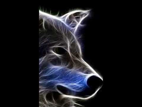 Beautiful Animal Image