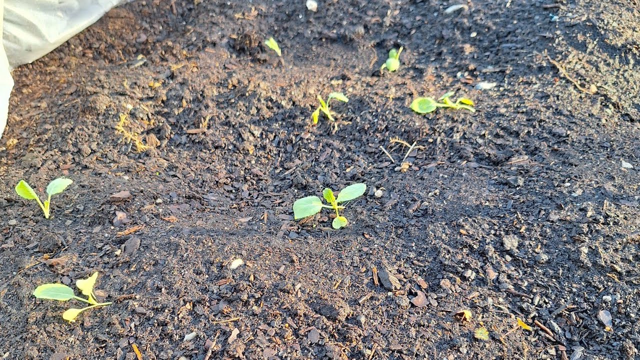 Transplanting Cabbage Seedlings - YouTube