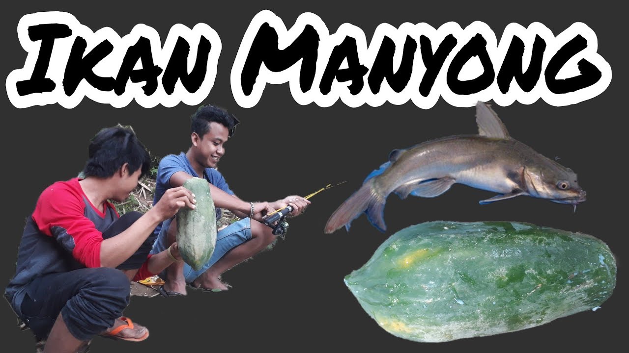 MANCING IKAN MANYONG DI SUNGAI BEDADUNG - YouTube