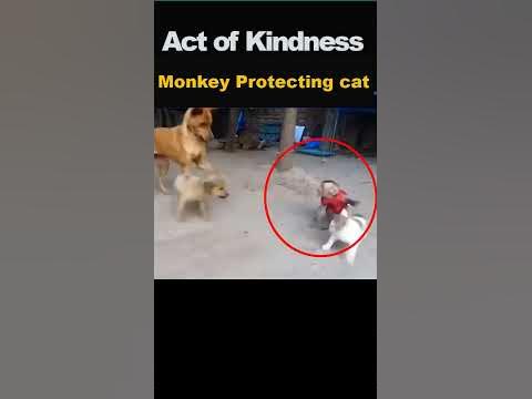 act of kindness monkey saves cat #shortsyoutube - YouTube