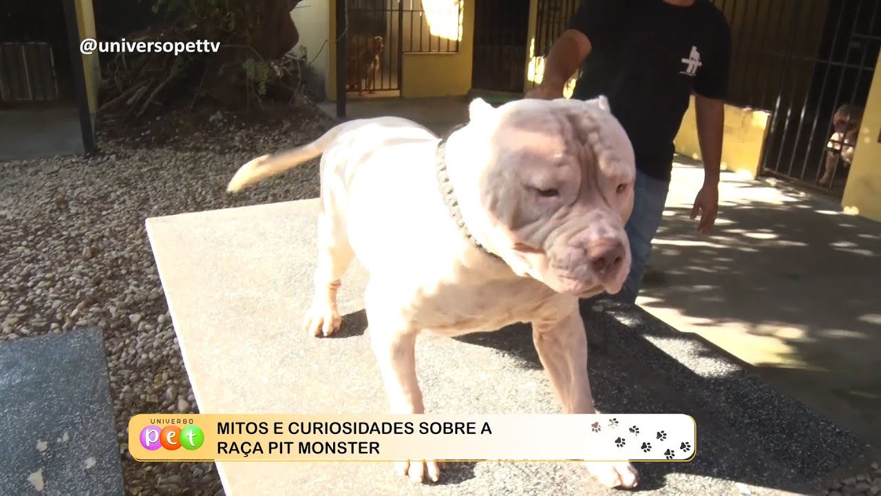 Mitos e curiosidades sobre a raça Pit Monster 22 08 2022 - YouTube
