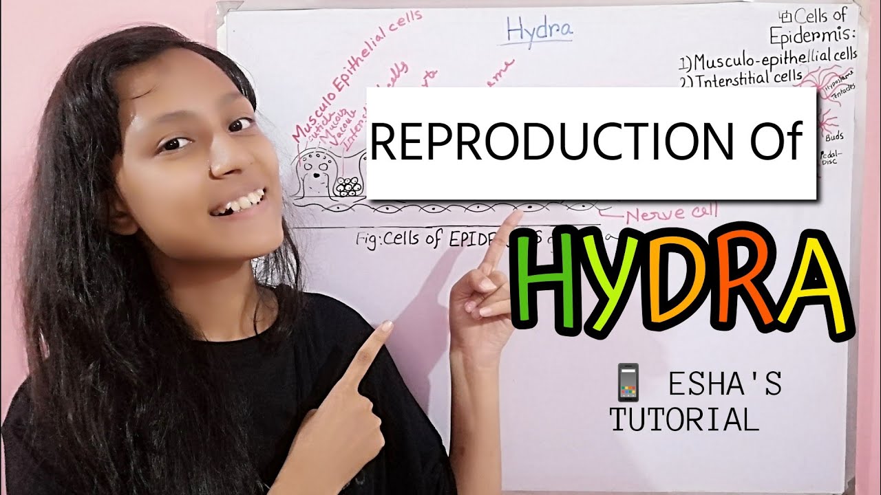Reproduction of Hydra ।Hydra HSC Biology ।HSC ZOOLOGY CHAPTER 02 - YouTube