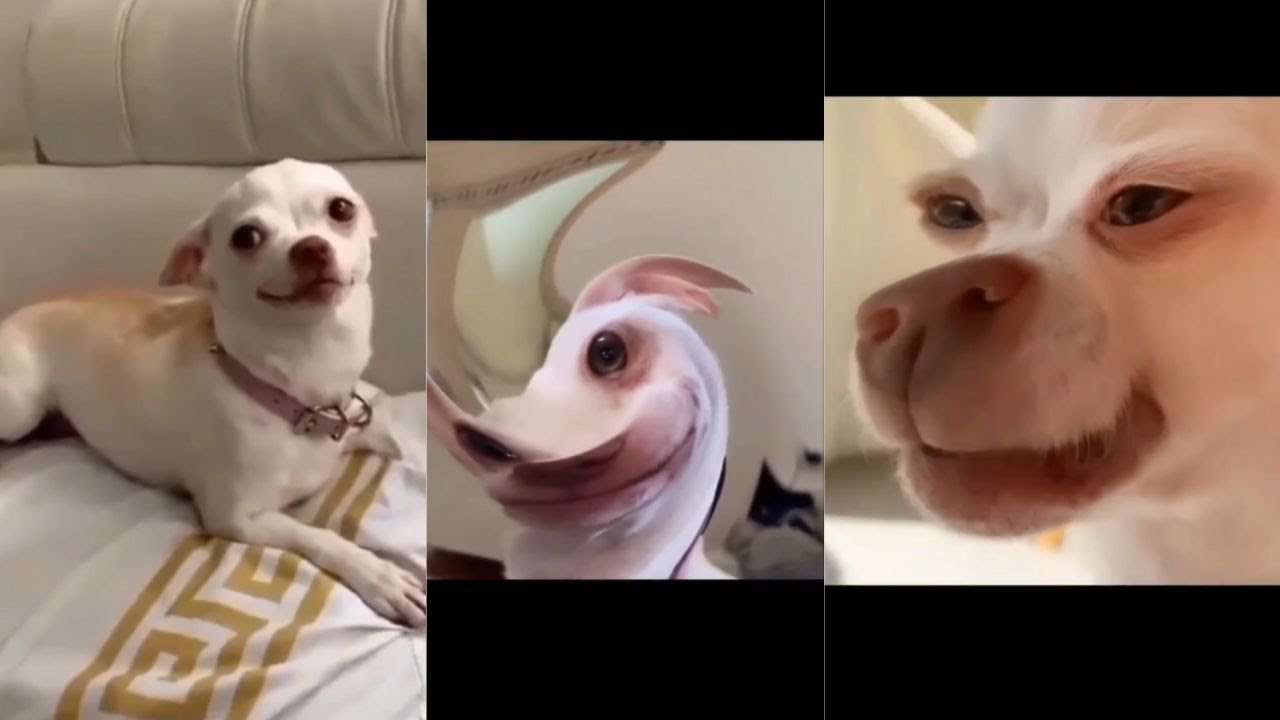 mreviatar niki tiktok effect special /first time on youtube /niki ozeri ...