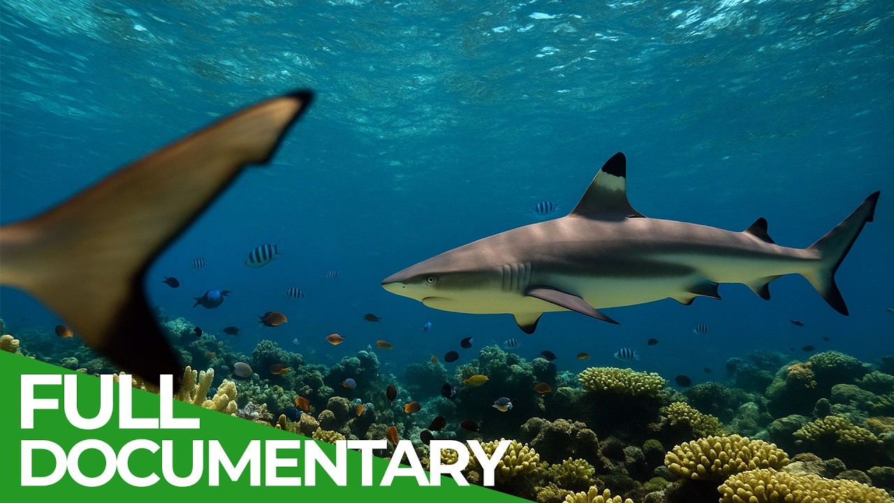 Sharks of Fiji – Ocean Predators | If There Was No Land on Earth | Free ...