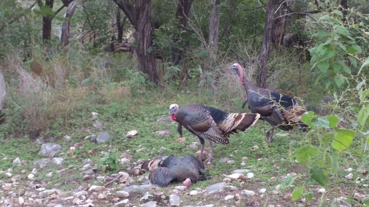 Turkey getting it on - YouTube