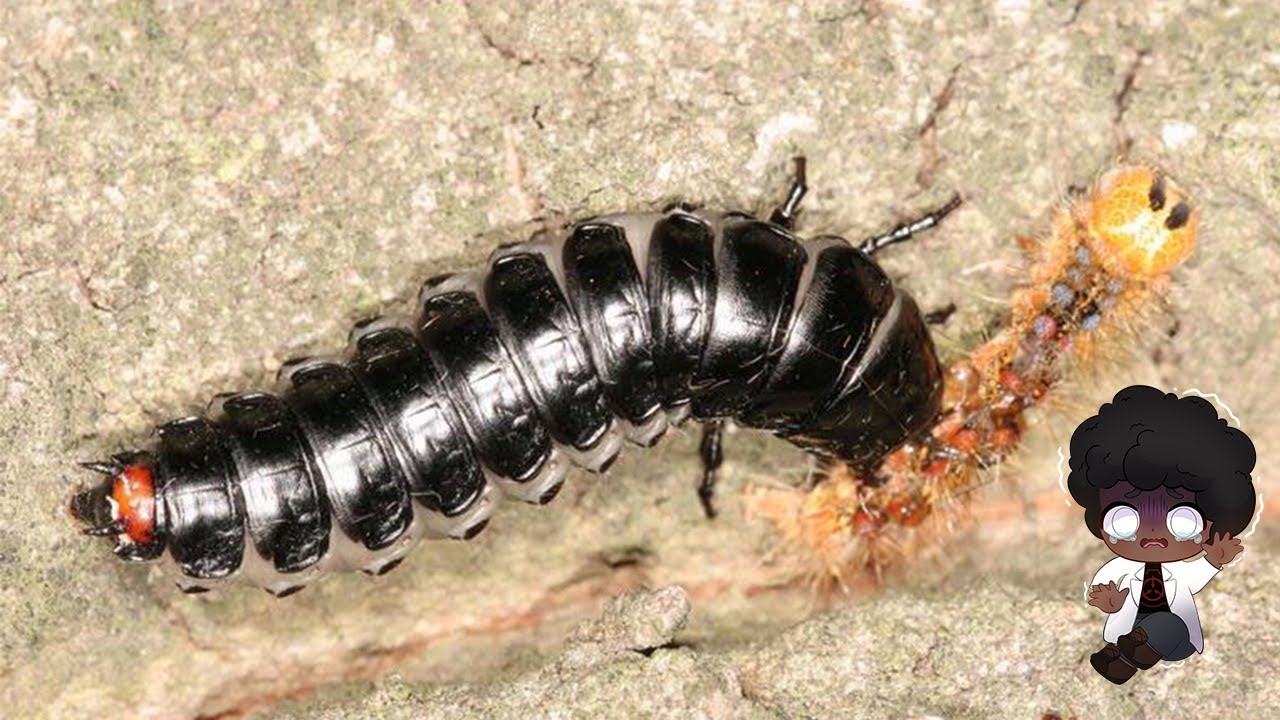 They bite you, you have a chance your stomach explodes - SCP 1349 - YouTube