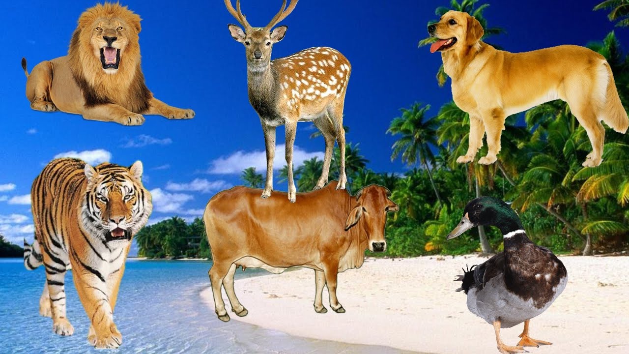 Amazing animal sounds and familiar animals: Ducks Zebra Cow Monkey Lion ...