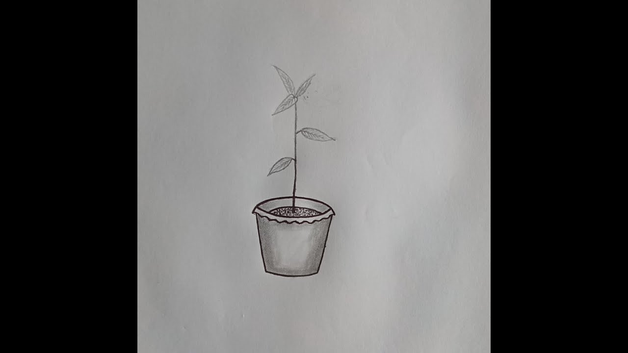 How to Draw tree sapling. How to draw a plant? - YouTube