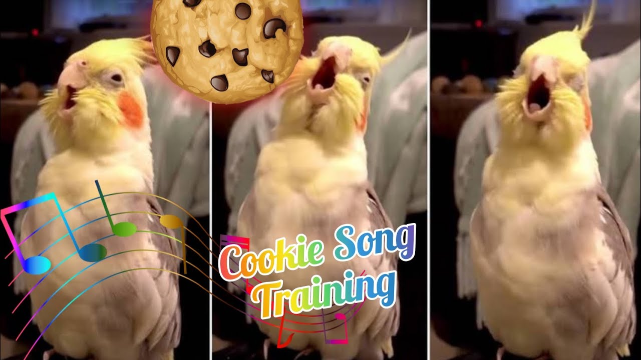 Cockatiel Cookie Song Ultimate Training With Hip Hop Dance💥💖 Ginger ...