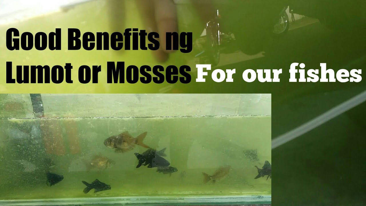 Mga Good benefits ng Lumot para sa ating mga alagang ISDA!??? - YouTube