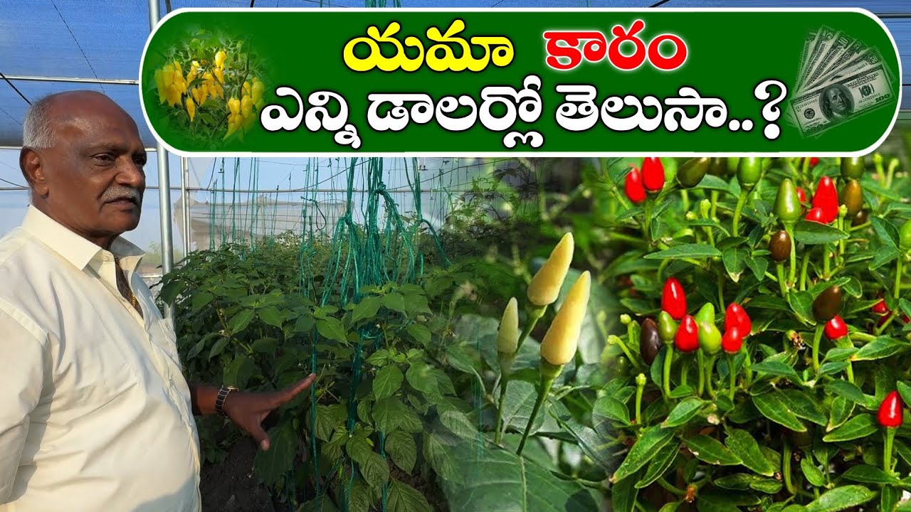 యమా కారం ఎన్ని డాలర్లు తెలుసా..? | More Spicy mirchi | Ponnuswamy ...