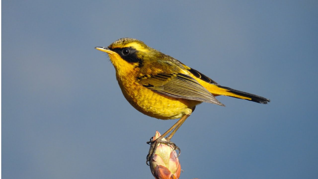 Golden bush robin(Pure 24k gold Golden bush robin maleFrom kedarnath ...