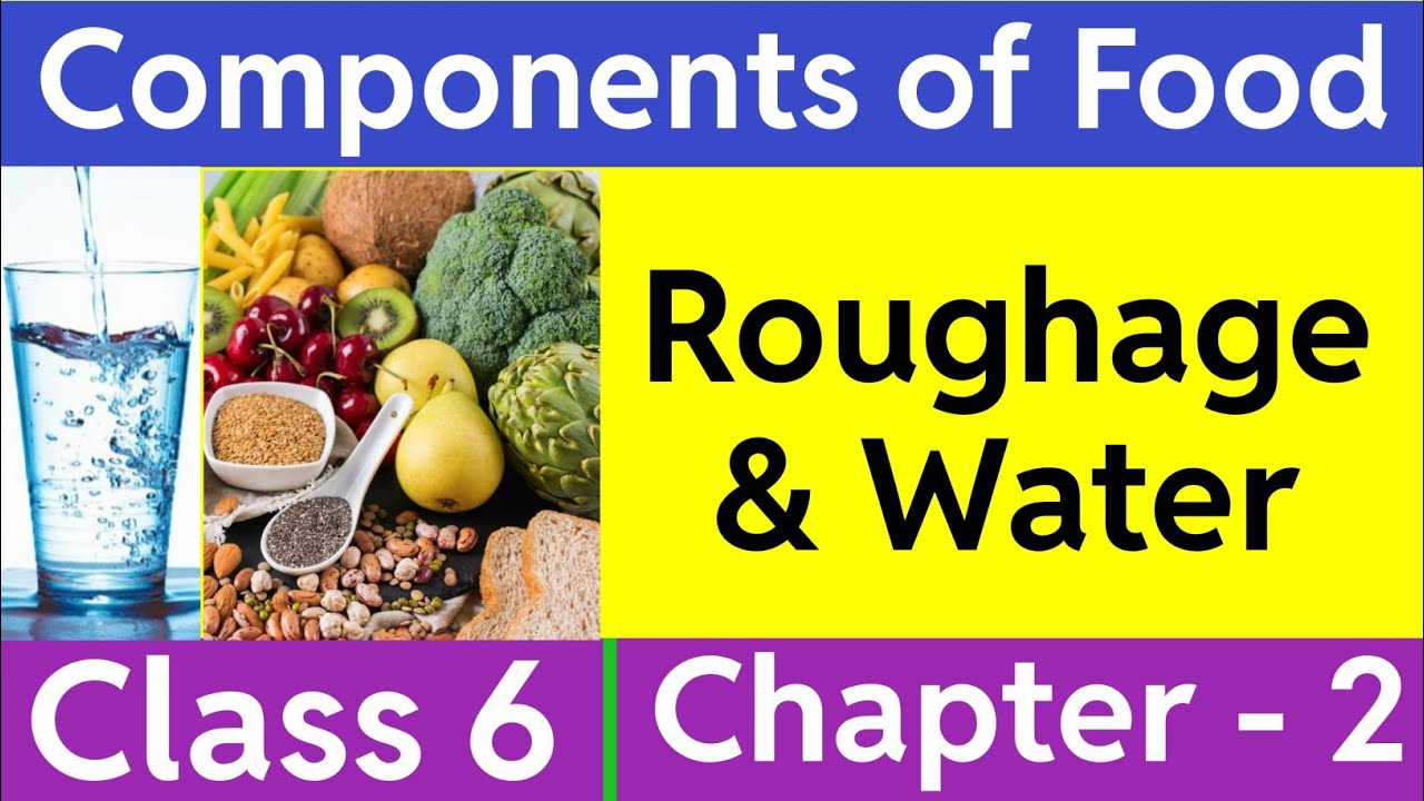 Components of food || Roughage || Water - YouTube