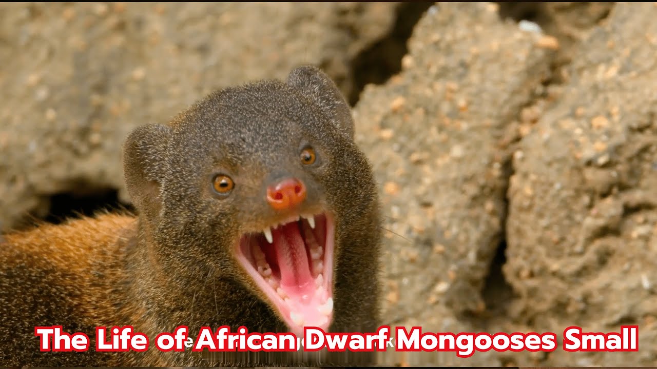 The Life of African Dwarf Mongooses Small but Fearless Hunters - YouTube