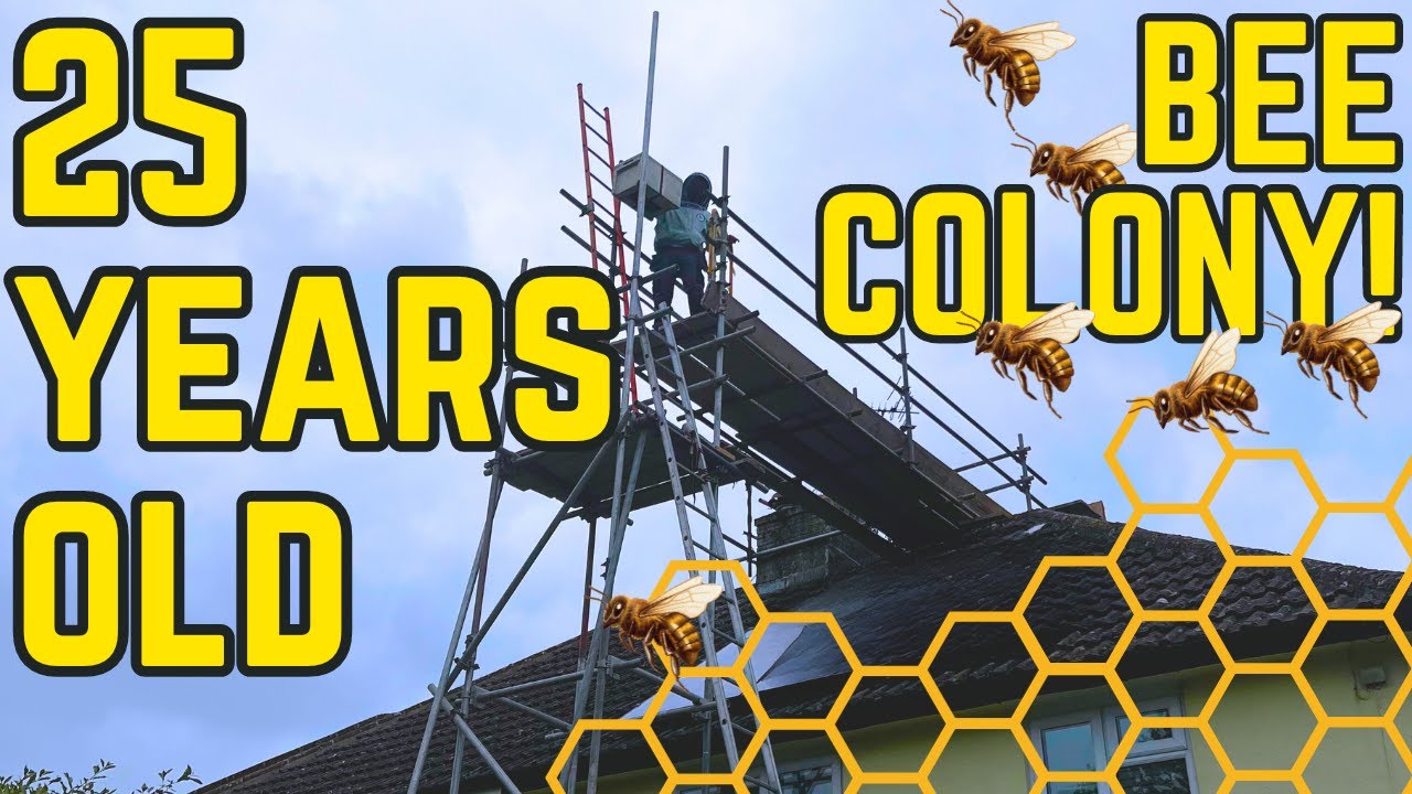 CRAZY CHIMNEY COLONY STRETCHES DEEP | how did they survive for so long ...