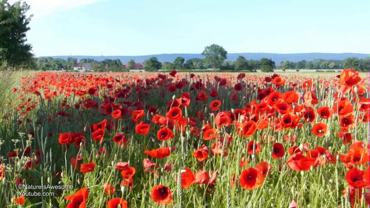 Mohnblumenfeld (Poppy Flower Field; Germany, June 2019) - YouTube
