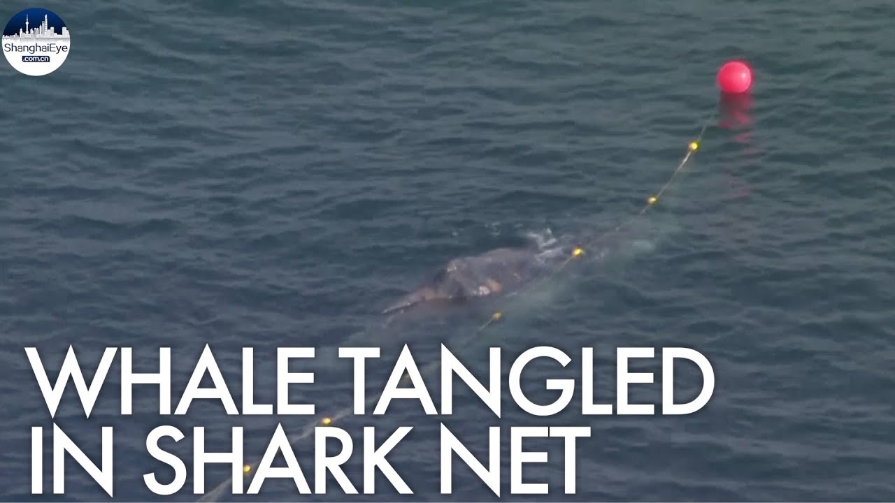 DRONE view shows tangled whale rescued from shark net in Australia, but ...