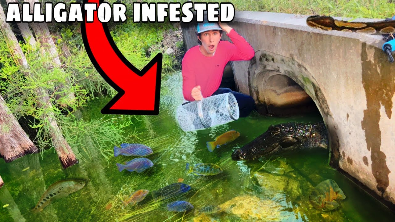 I Found MYSTERY Fish In DEADLY Swamp - YouTube