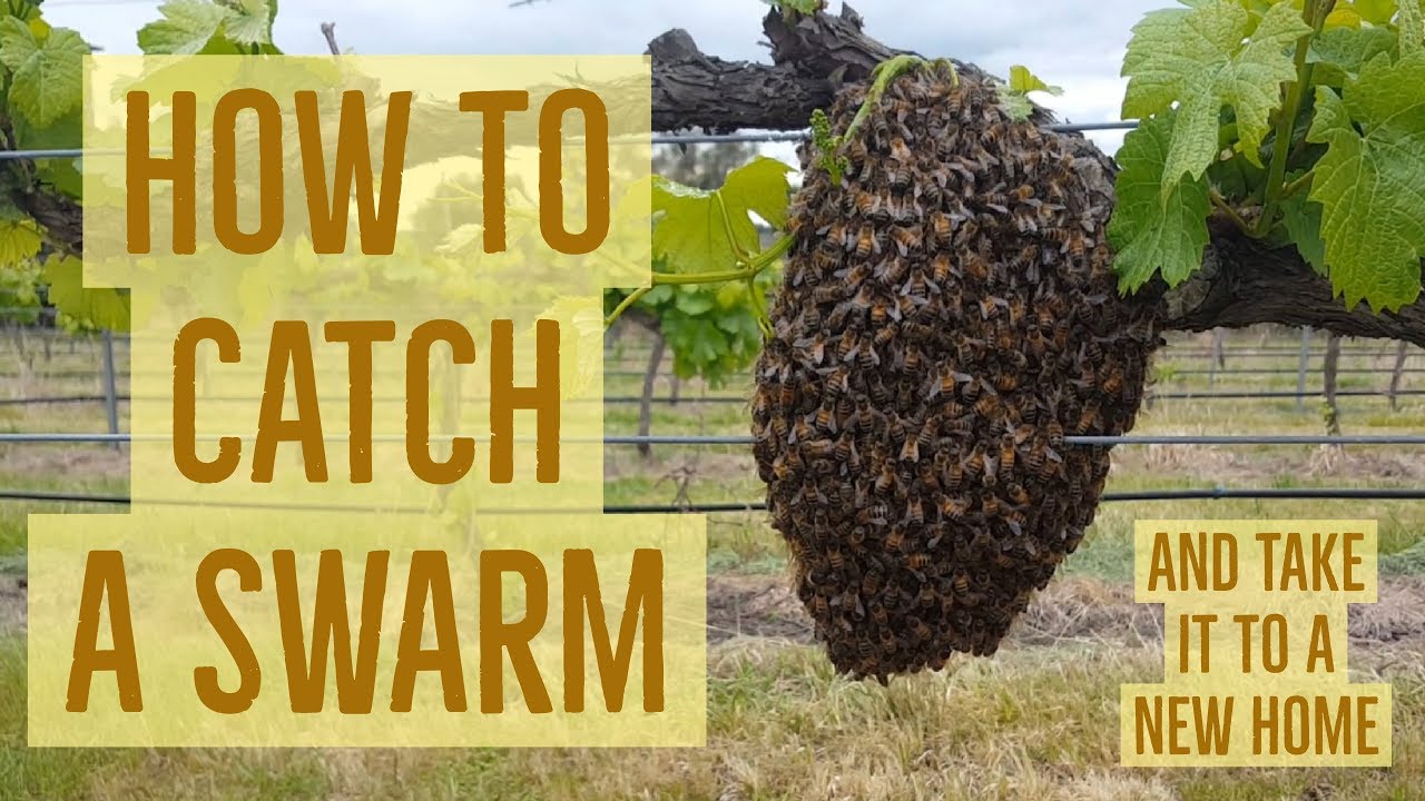 How to catch and relocate a swarm of bees - YouTube