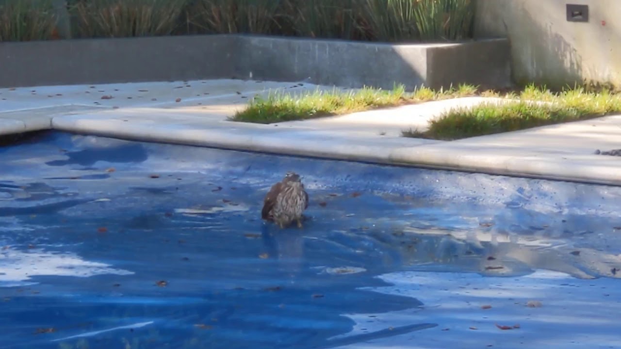 Hawk bathing on pool cover (Dec 2019) - YouTube
