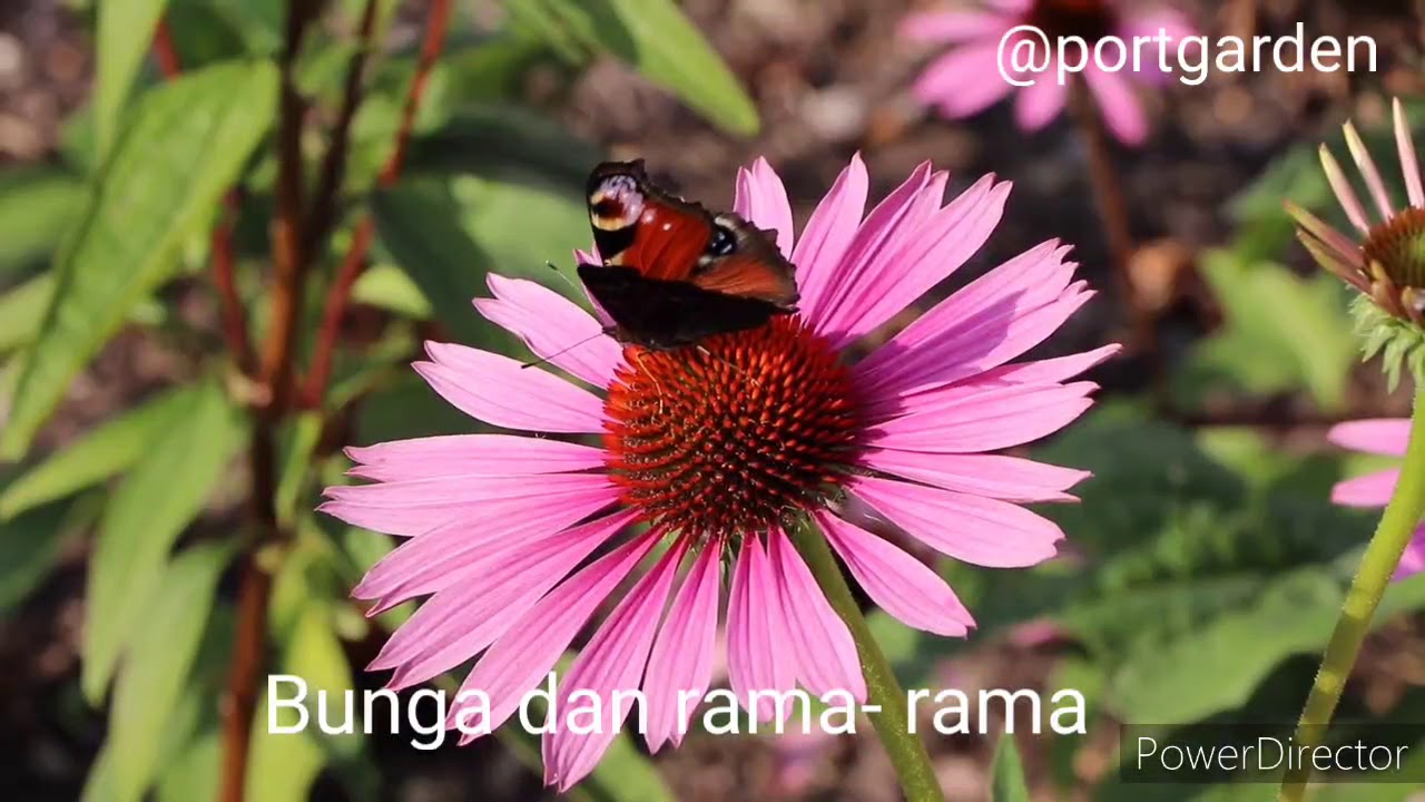 Bunga dan rama-rama/flower and butterfly 🌹🦋 saling memerlukan.... - YouTube
