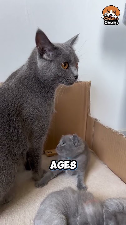 🐱 Meet the Chartreux: The Smiling Cat Breed You'll Fall in Love With 😻 ...