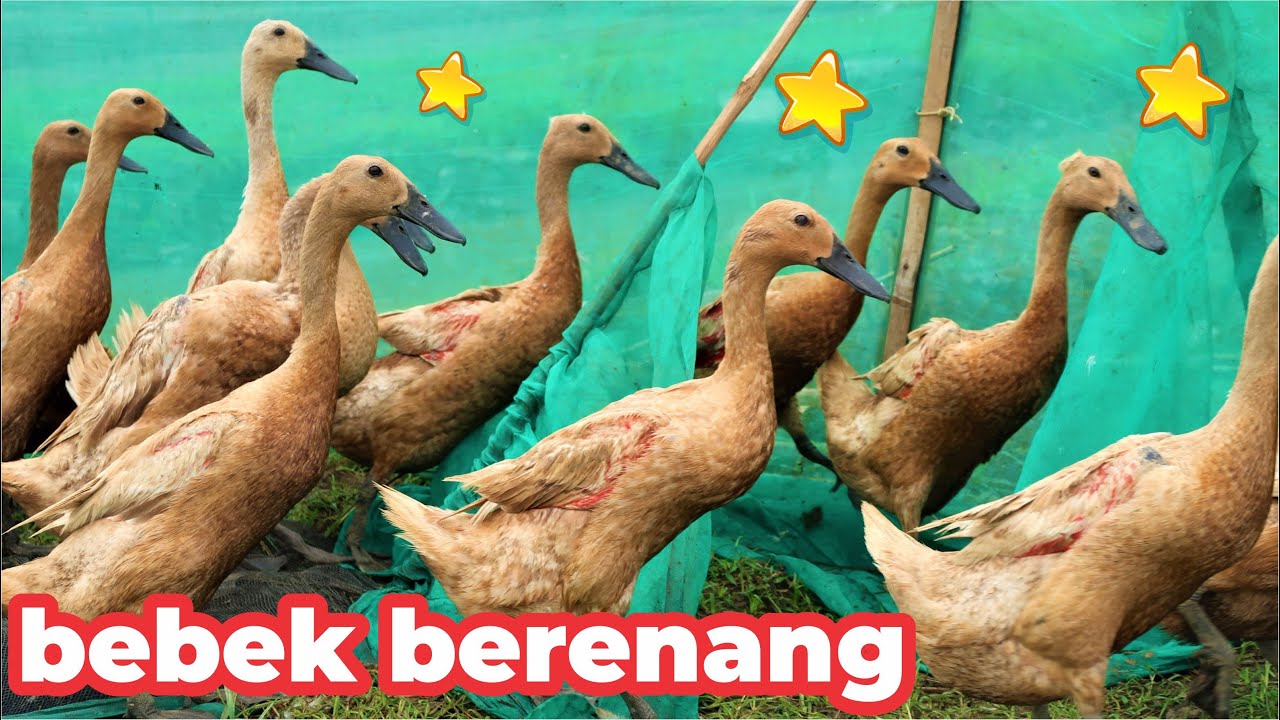 Bebek Berenang Melewati , Potong Bebek Angsa Asli ,Duck Feet Swimming ...