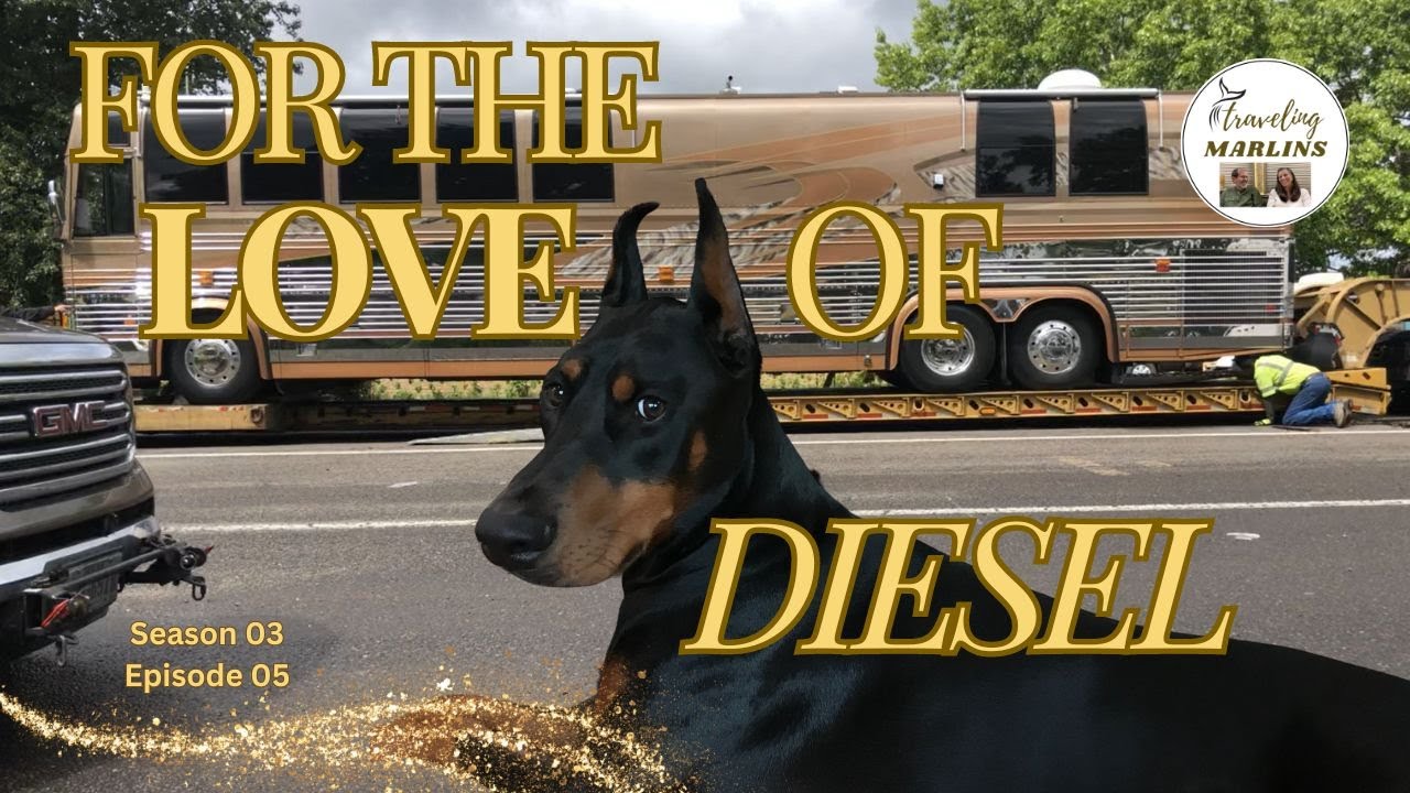 Every Traveler was Obsessed with Diesel Dog & Here's Why (S03E05) - YouTube