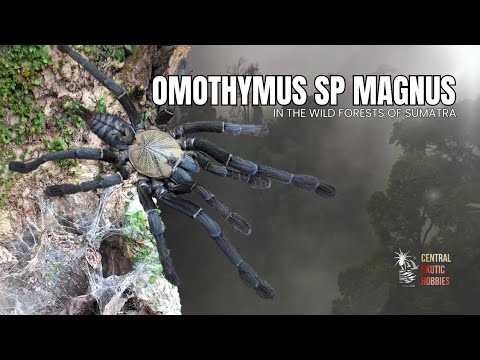 OMOTHYMUS SP MAGNUS IN THE WILD | an arboreal tarantula species from ...