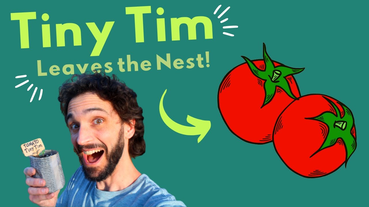 Tiny Tim Tomato Leaves the Nursery! How to DIY plant pots, Super Easy ...