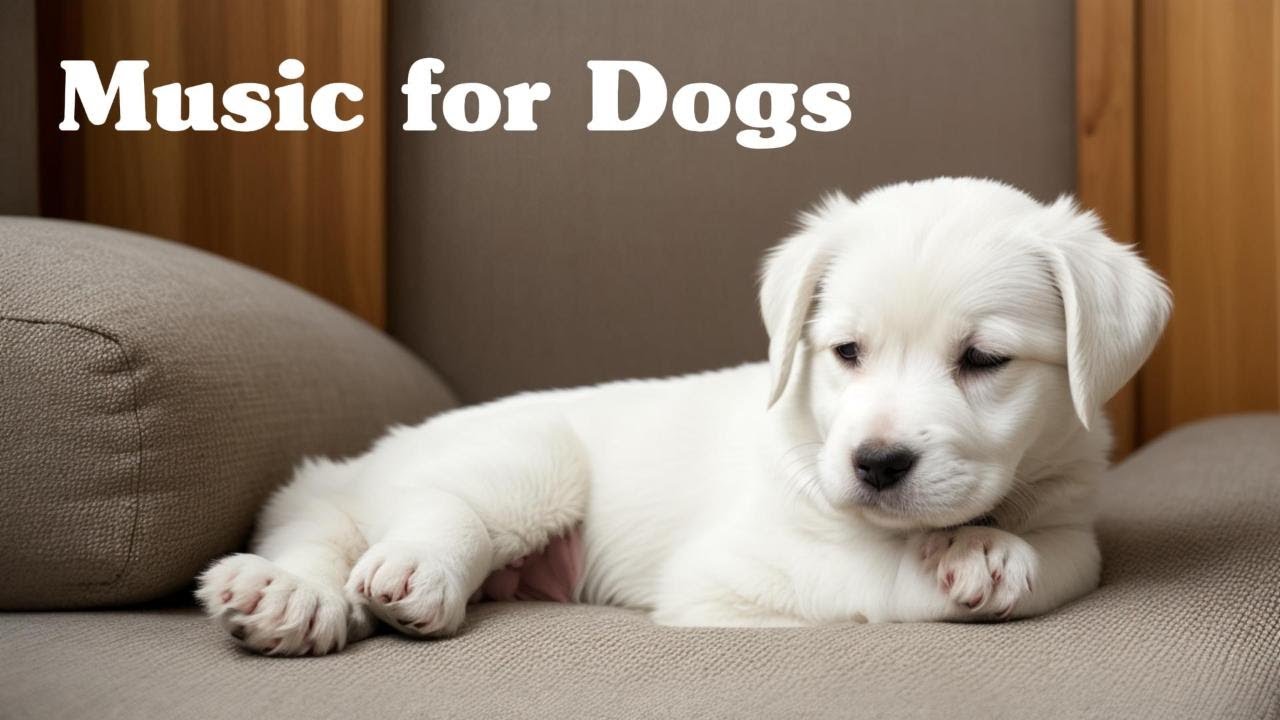 Soothing Serenades: Relaxing Music for Your Dogs - YouTube