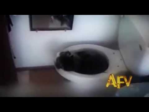 ★ Funny Cats AFV Clips   America's Funniest Home Videos part 321   Compilation   AFV