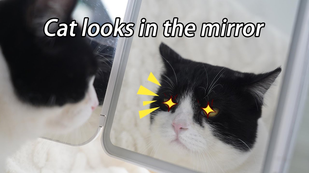 CATS REALIZE THEMSELVES IN MIRROR🎉🤣| Funny Cat Reaction Studio😼 - YouTube